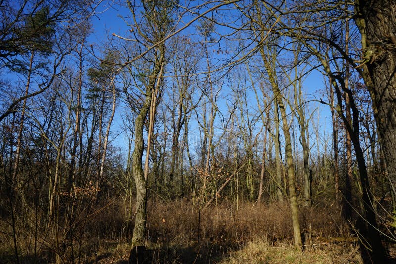 Winter Forest with Wind-blown Trees, Branches and Fall Foliage. Berlin ...