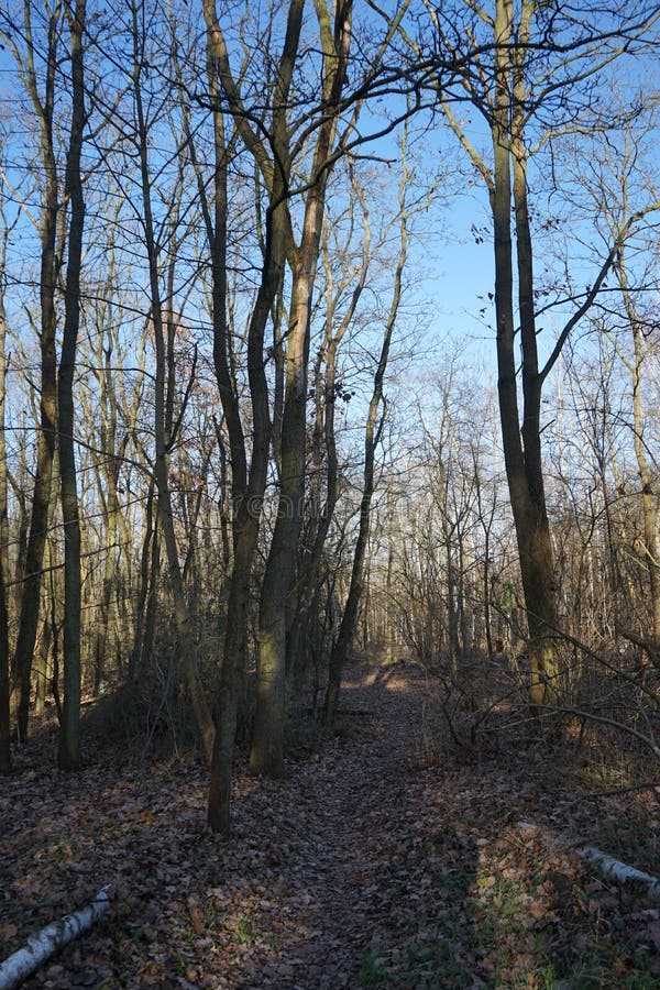 Winter Forest with Wind-blown Trees, Branches and Fall Foliage. Berlin ...