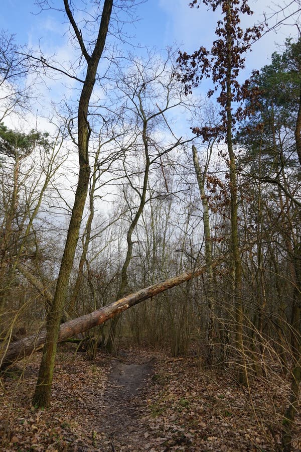 Winter Forest with Wind-blown Trees, Branches and Fall Foliage. Berlin ...