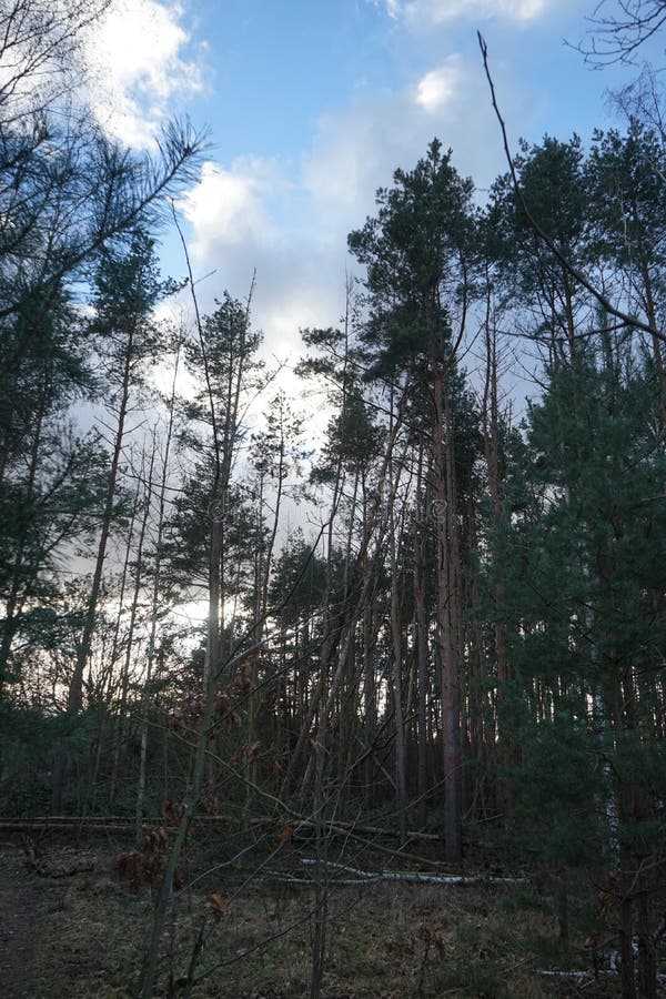 Winter Forest with Wind-blown Trees, Branches and Fall Foliage. Berlin ...