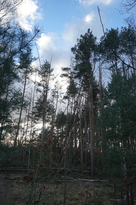 Winter Forest with Wind-blown Trees, Branches and Fall Foliage. Berlin ...