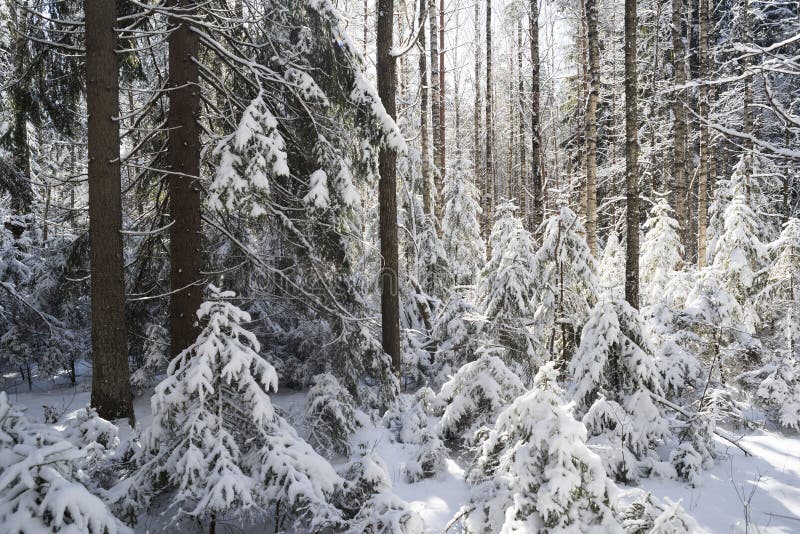 Winter Forest, Young Fir Trees in the Snow, Smooth Trunks of Pine Trees ...