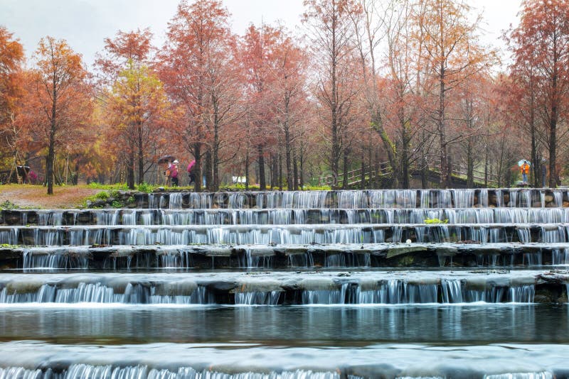 In Winter, Forests, Falling Feathers Pine, Leaves, Turning Red Stock ...