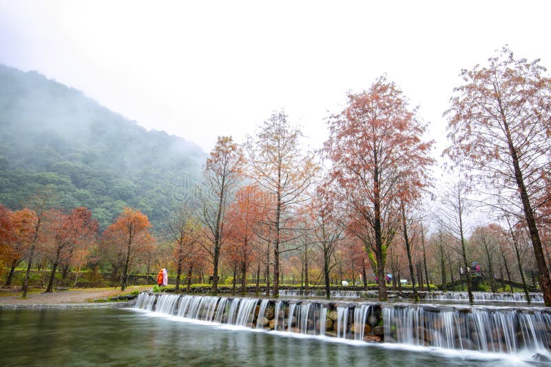 In Winter, Forests, Falling Feathers Pine, Leaves, Turning Red Stock ...