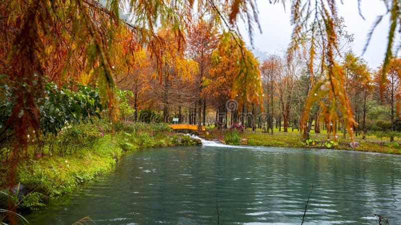 In Winter, Forests, Falling Feathers Pine, Leaves, Turning Red Stock ...