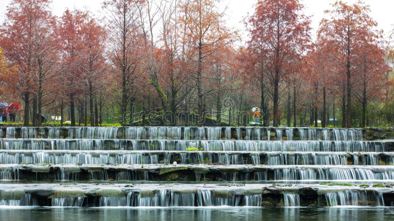 In Winter, Forests, Falling Feathers Pine, Leaves, Turning Red Stock ...