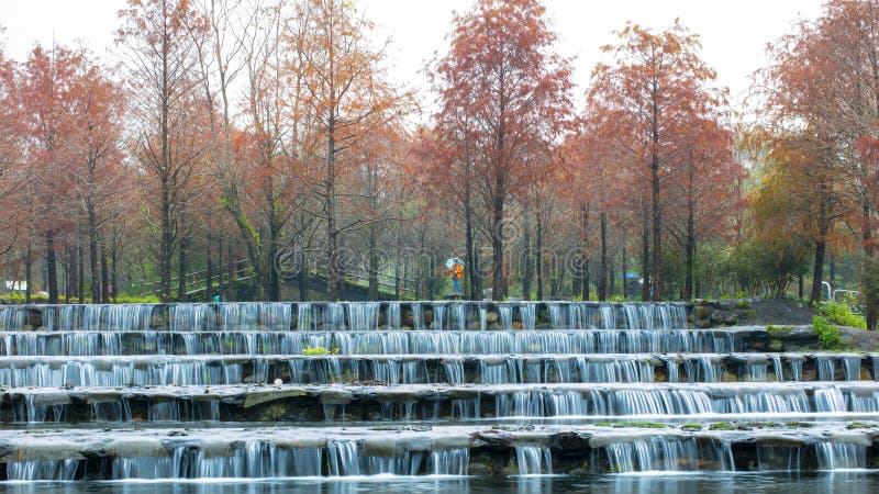 In Winter, Forests, Falling Feathers Pine, Leaves, Turning Red Stock ...