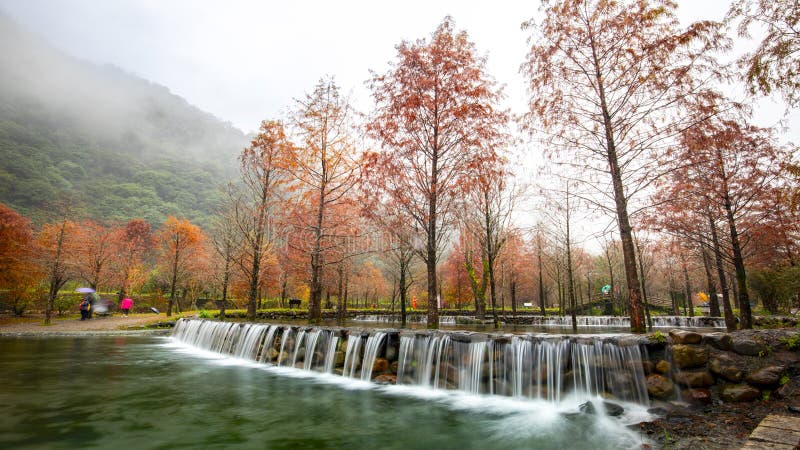 In Winter, Forests, Falling Feathers Pine, Leaves, Turning Red Stock ...