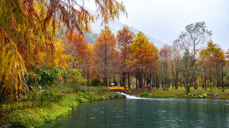 In Winter, Forests, Falling Feathers Pine, Leaves, Turning Red Stock ...