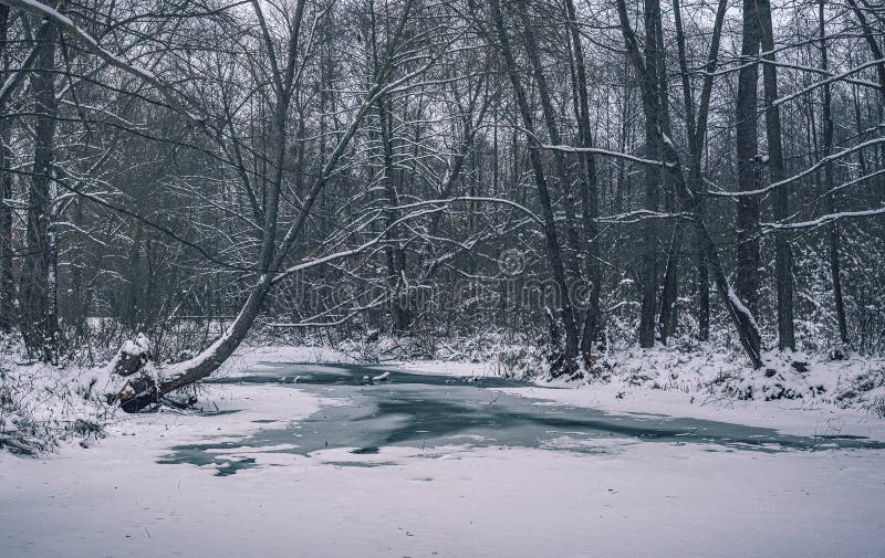 Winter forests stock photo. Image of nature, dawn, frost - 234949208