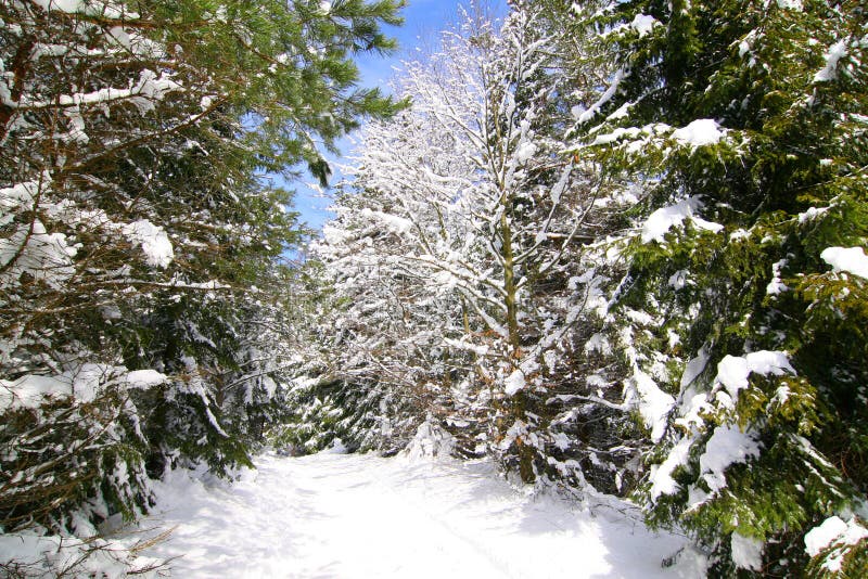 Winter, Snow, Tree, Photograph Picture. Image: 101171401