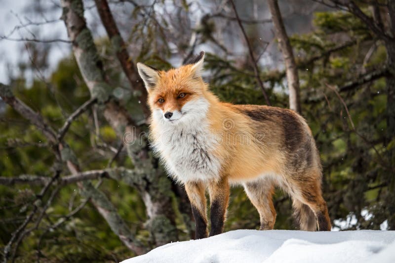 Winter fox stock image. Image of slovaknature, winter - 94810267