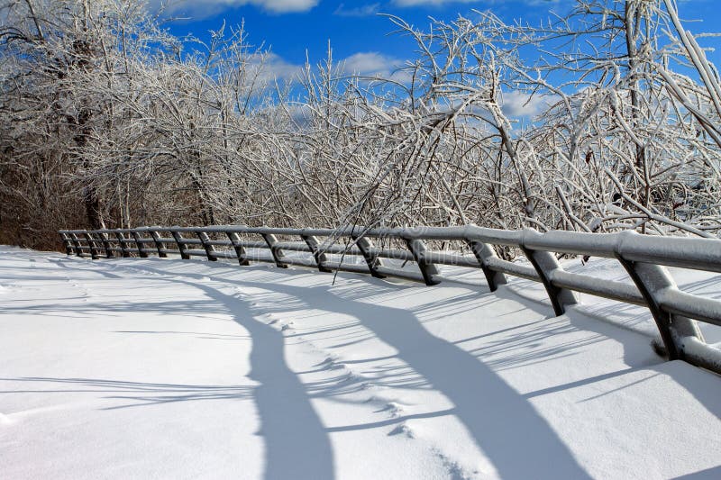 Winter Freeze Over the Trees Stock Photo - Image of trees, twig: 291806226