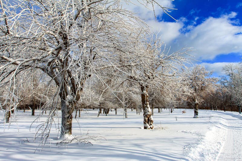 Winter Freeze Over the Trees Stock Image - Image of freezing, frost ...
