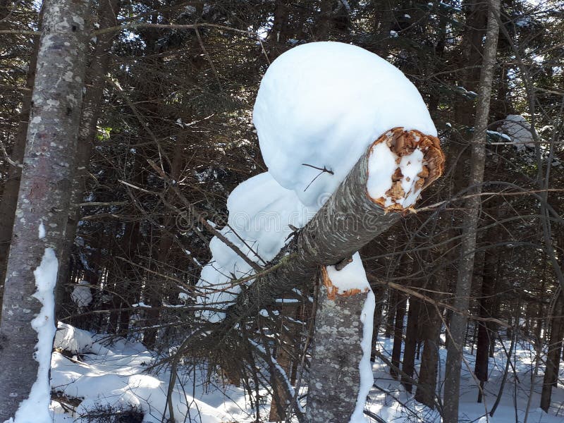 Winter Fresh Snow Wallpaper Tree Falling Un Ordinary Stock Image ...