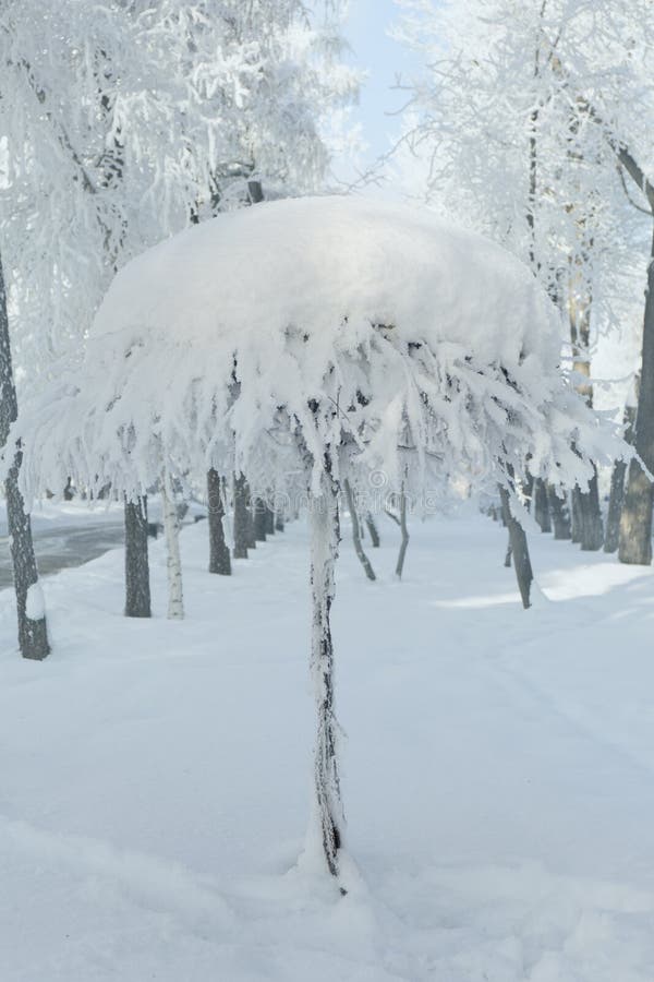 Winter Frost Bush Snow and Ice Covered. Winter Tree Background. Stock ...