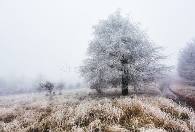 Winter in Frost Forest with Tree and Snow Stock Photo - Image of ...