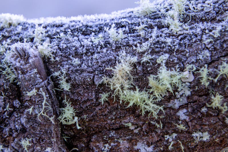 Frost on the Bark of a Tree Stock Photo - Image of bark, winter: 225487876