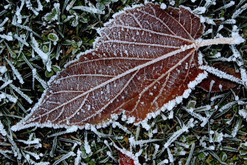Winter Frost on Leaf stock photo. Image of winter, leaf - 64512920