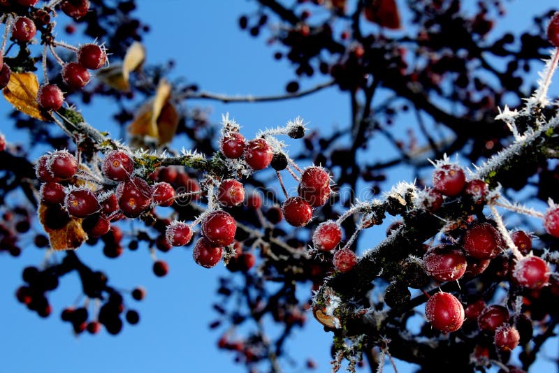 Winter Frost on Red Berries Stock Photo - Image of winter, branch: 64512628