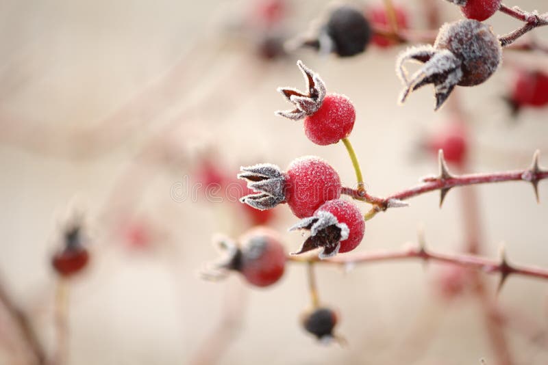 Winter Frost on Rose Hips stock photo. Image of branch - 40248362