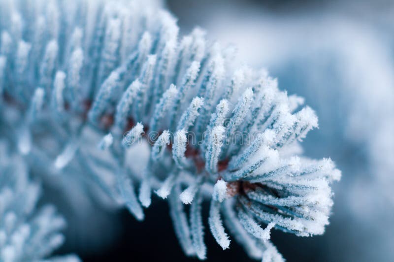 Winter Frost on Spruce Tree Close-up Stock Image - Image of nature ...