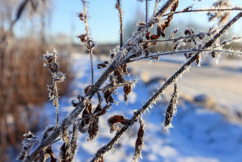 .winter Frost on Tree Branches Stock Image - Image of frozen, snowy ...