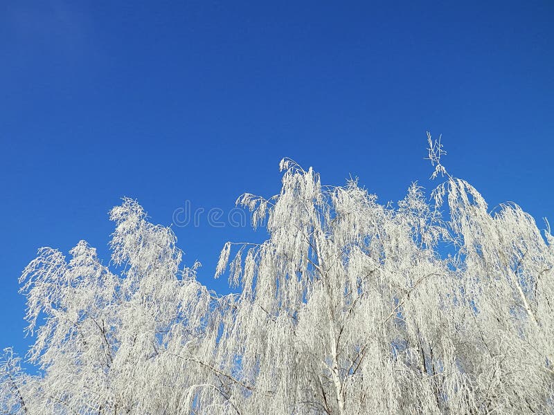 Winter Frost in the Wild and Tree. Stock Image - Image of relax ...