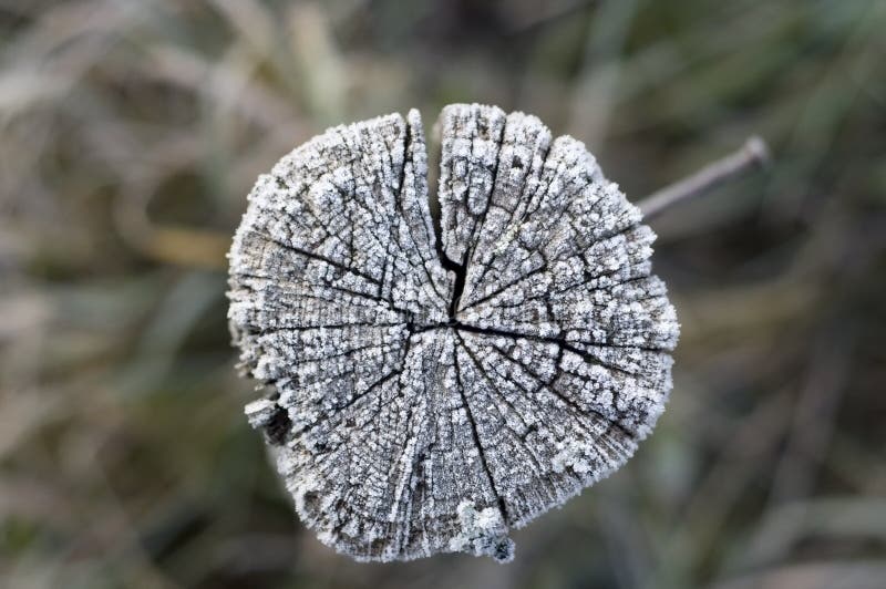 Winter frost on wood stock photo. Image of wood, nature - 21954032