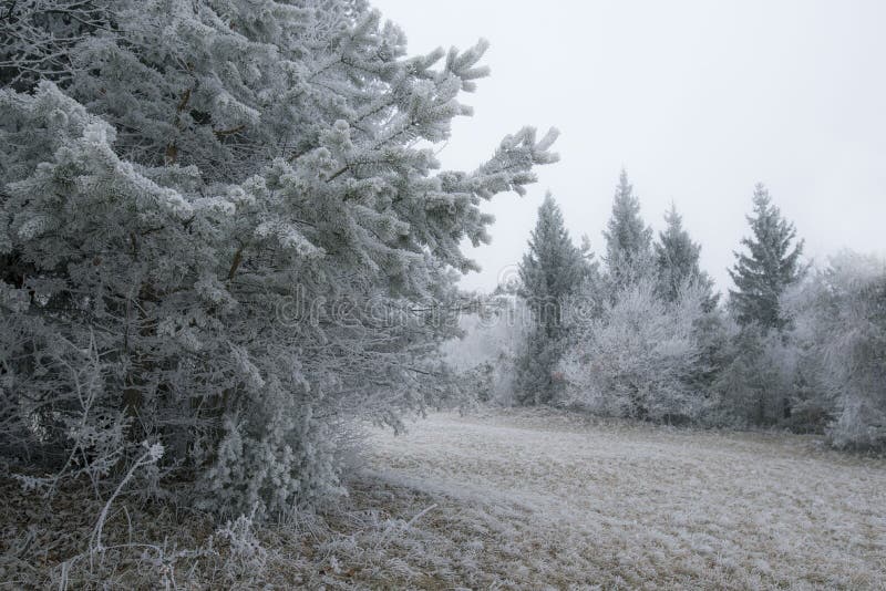 A Winter Frosted Forest Landscape Stock Photo - Image of winter, tree ...