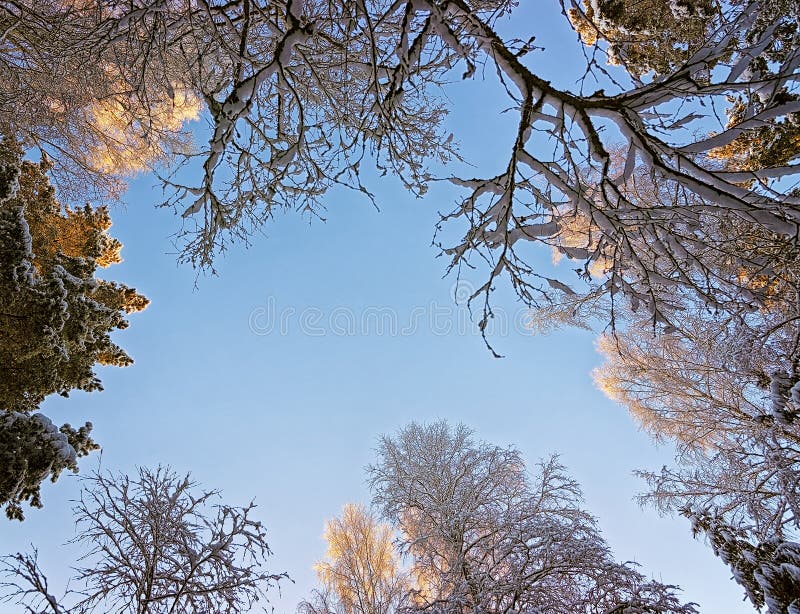 Winter, Sky, Tree, Snow Picture. Image: 106389635