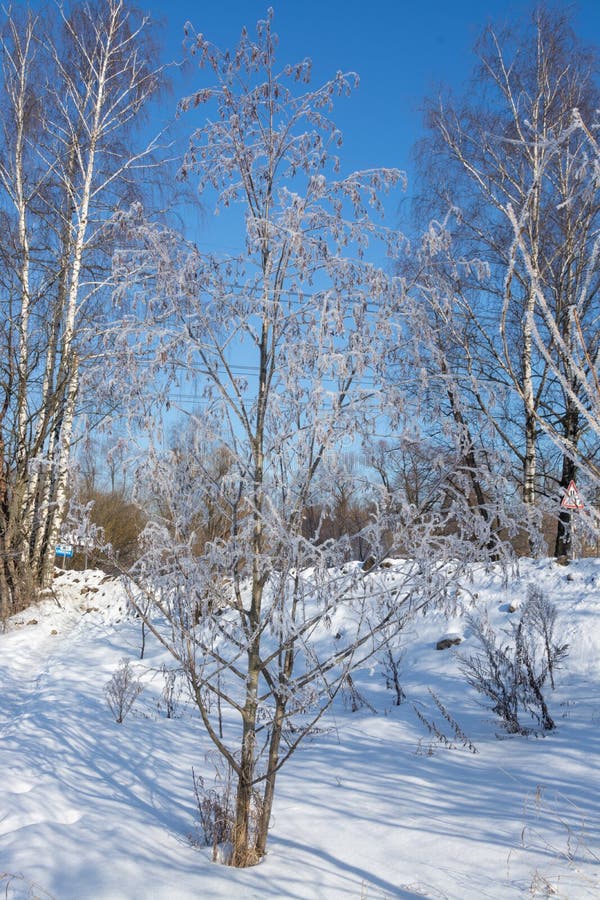 On a Frosty, Sunny Winter Morning, the Dry Grass is Covered with Frost ...