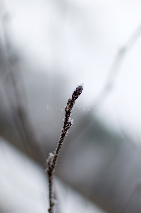Winter Frozen Reed Branch. Selective Focus Stock Image - Image of rain ...