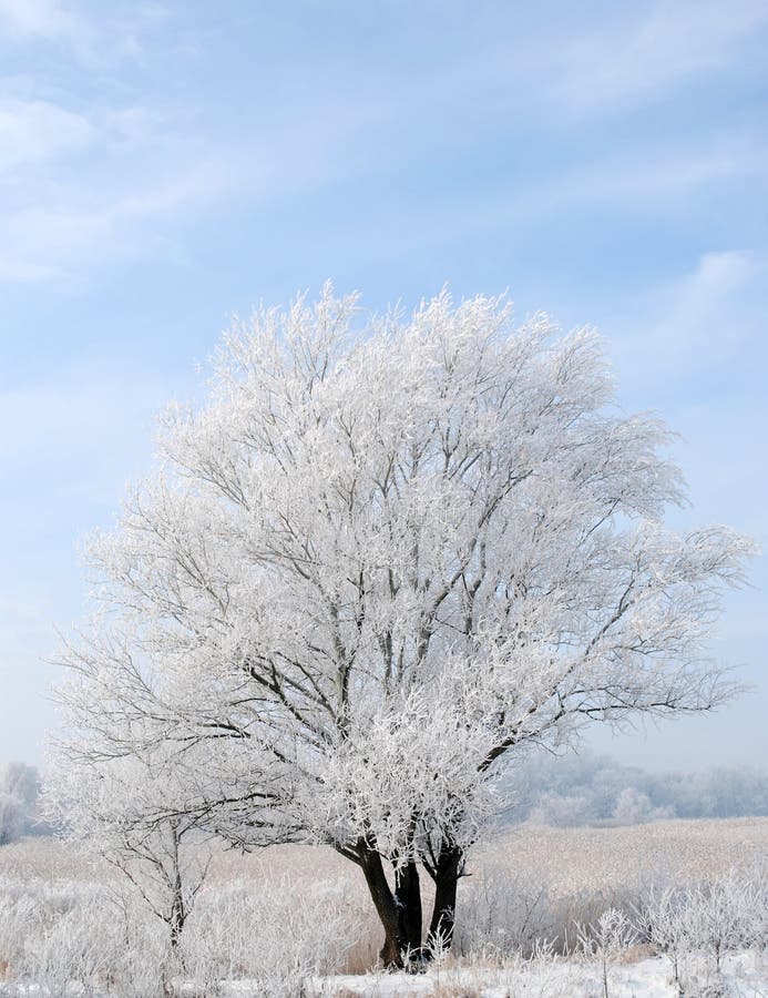 Frozen tree on ice stock photo. Image of beauty, fresh - 1678690