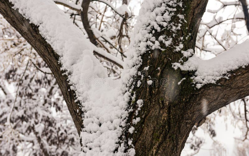 Winter stock photo. Image of frost, winter, frozen, blizzard - 82692806