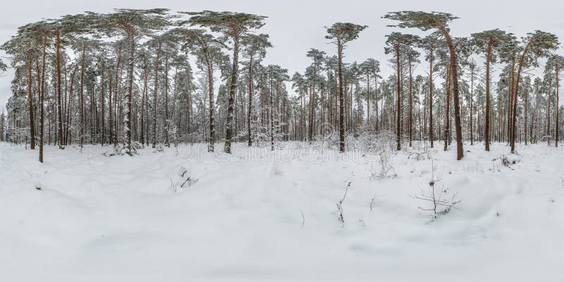 Winter Full Spherical Hdri 360 Panorama View on Path in Snowy Pinery ...