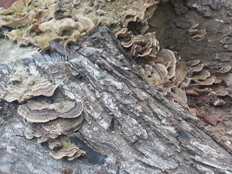 Winter fungi stock photo. Image of stem, spore, species - 49073264