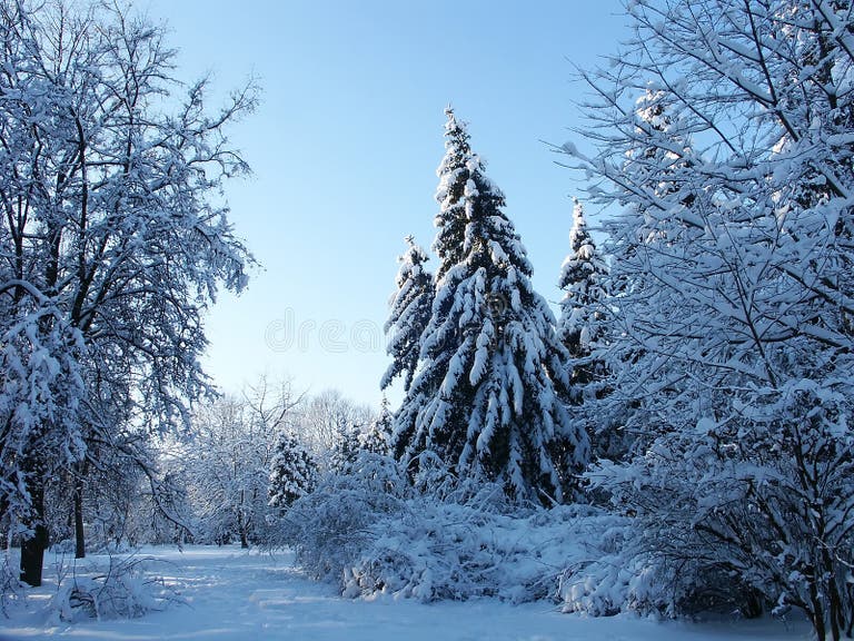 Winter fur-tree in forest stock image. Image of cold, frost - 4342867