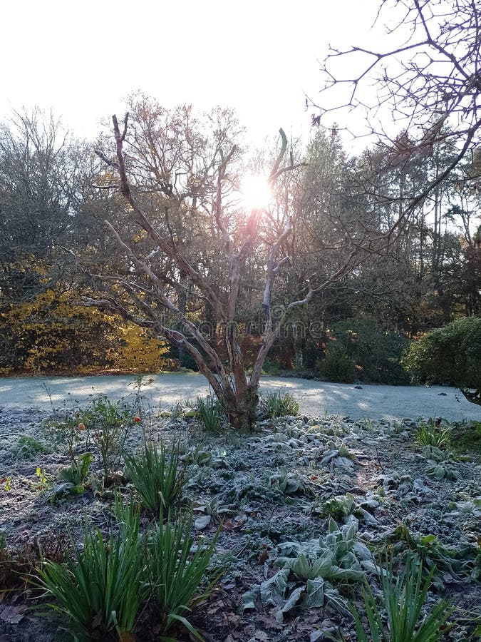 Winter Garden Scene , Sunlight, Tree Branches Stock Photo - Image of ...