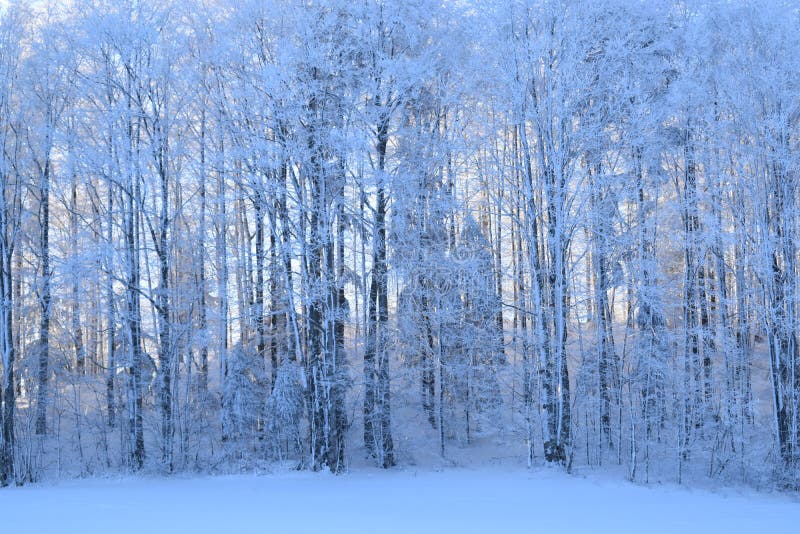 Winter Glow in the Trees of the Jura Mountains. Stock Photo - Image of ...
