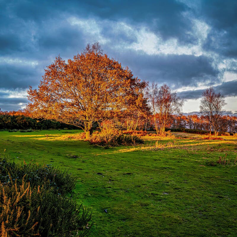 Winter Golden Sun on a Lone Tree Stock Image - Image of sussex ...
