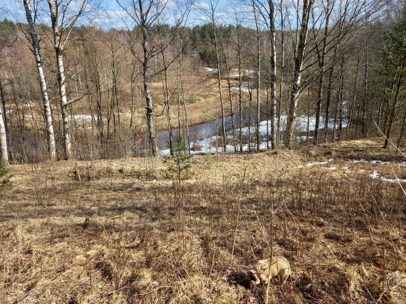 Spring is Coming. Bouquet of Beautiful Tulip Flowers in Glass Vase on ...