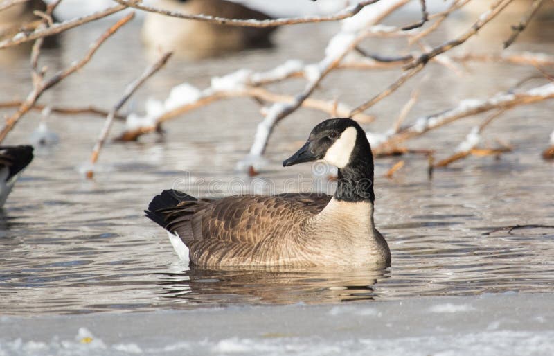 Winter Goose Scene stock photo. Image of scene, winter - 124434002