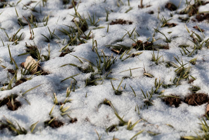 Winter Grain on a Snowy Field Stock Image - Image of farming, barnyard ...