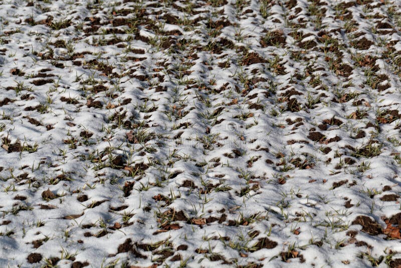 Winter Grain on a Snowy Field Stock Image - Image of background ...