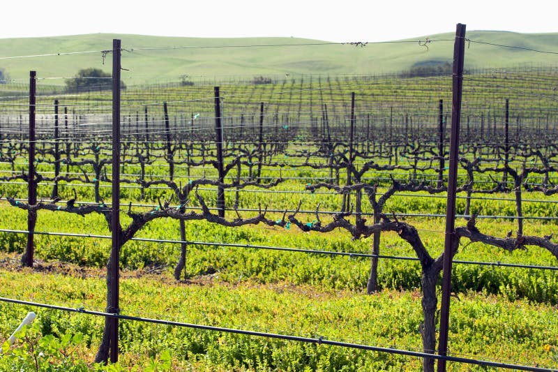 Winter Grape Vines Getting Ready for Spring Stock Photo - Image of ... Winter Grape Vines Getting Ready for Spring Stock Photo - Image of ...