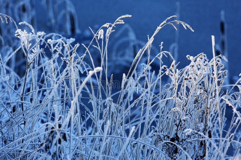 Winter, grass stock image. Image of flora, hoarfrost - 65994755