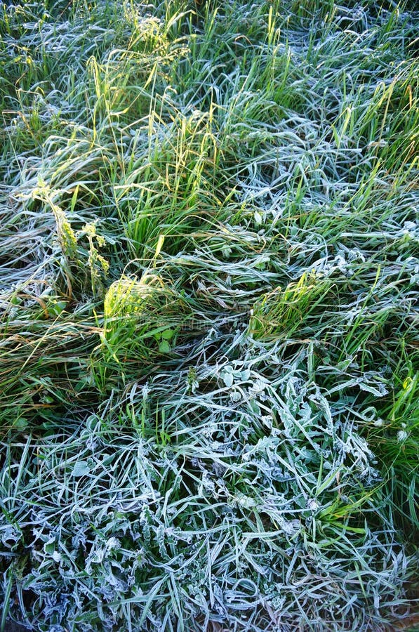 Winter grass stock photo. Image of subshrub, plant, groundcover - 48718434