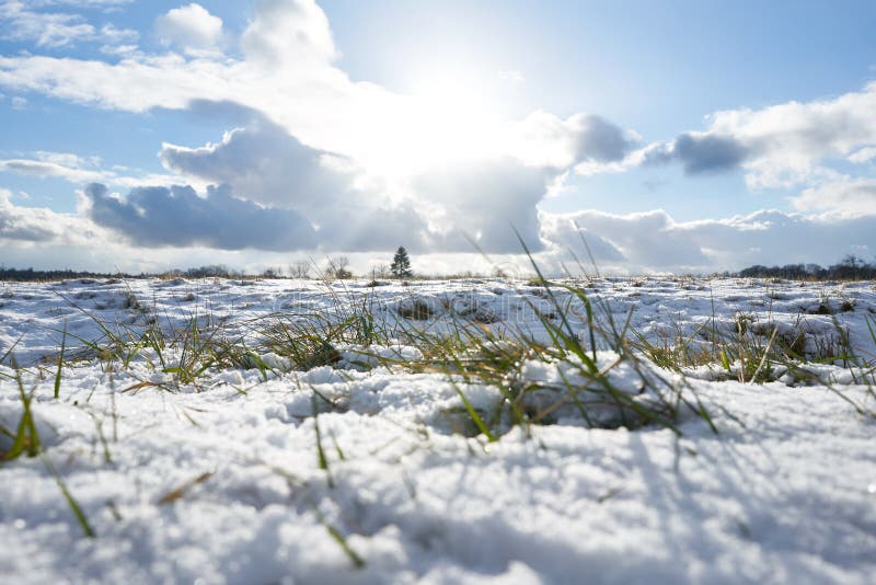 Winter Grass in Landscape the Snow Field Snow Nature Stock Image ...