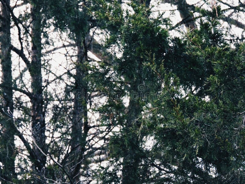 Winter green. stock image. Image of winter, capture, moment - 88585145